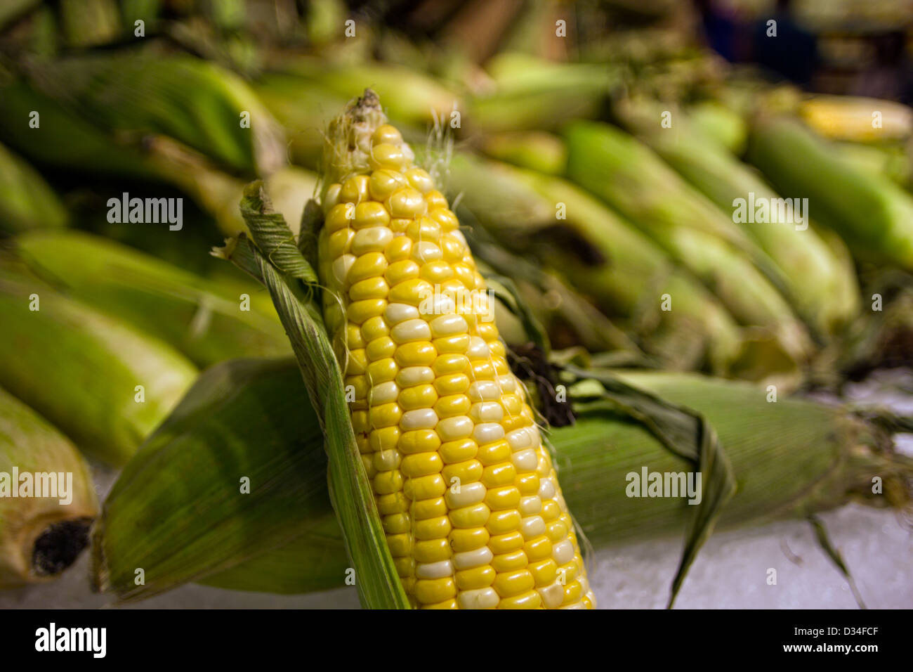 Fresh corn on the cob Stock Photo - Alamy