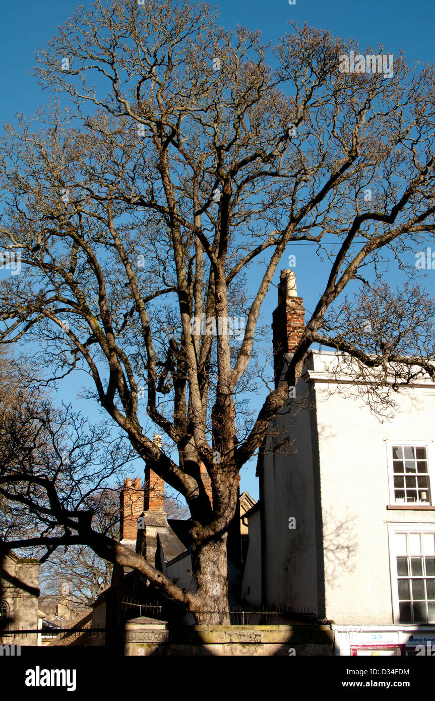 Large Sycamore tree in High Street, Oxford, UK Stock Photo - Alamy