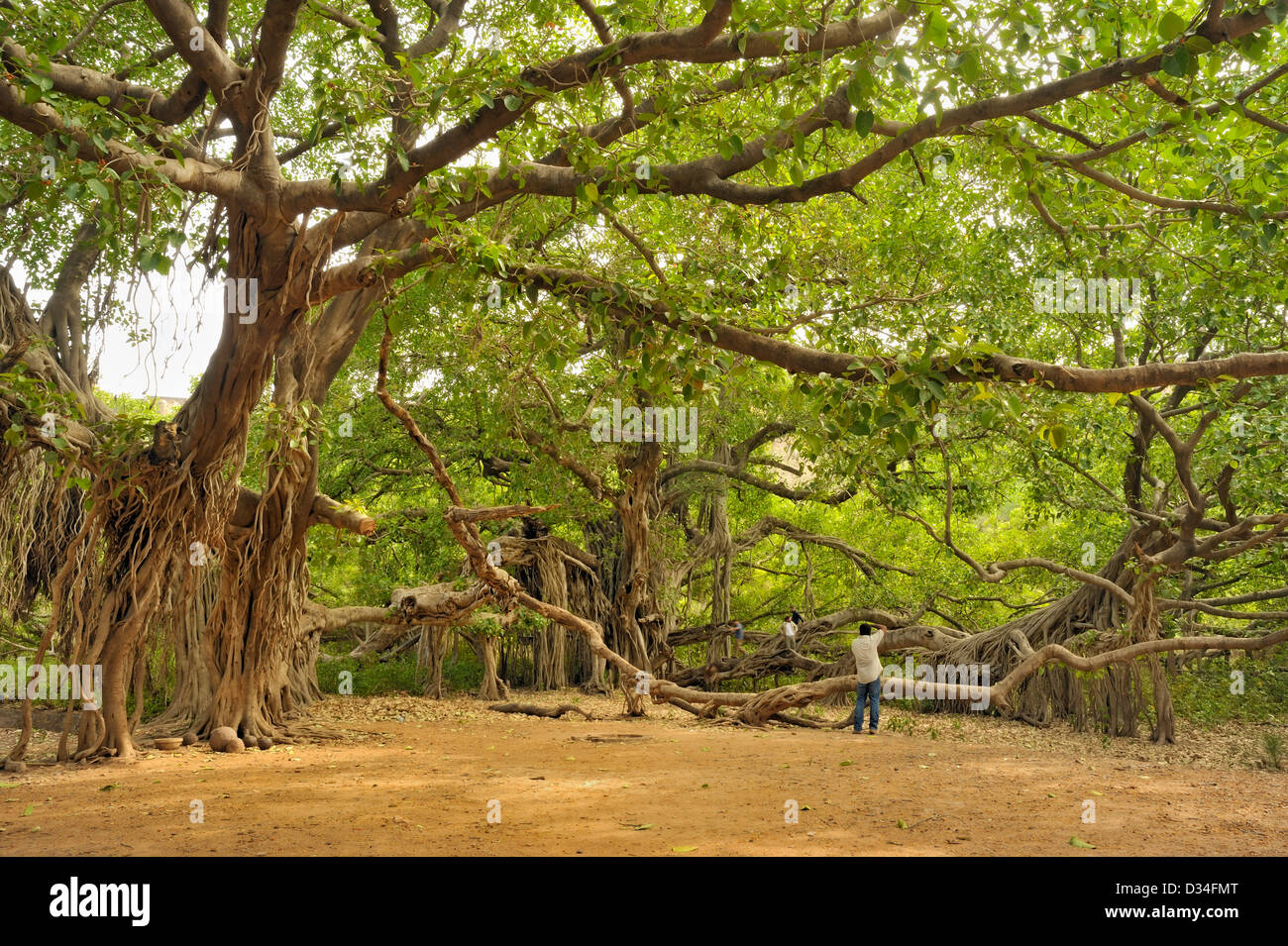 Ficus benghalensis, also known as Bengal fig, Indian fig, East Indian ...
