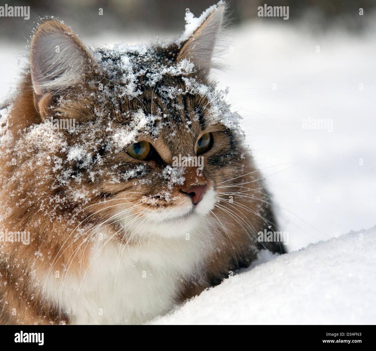 Domestic cat snow face hi-res stock photography and images - Alamy