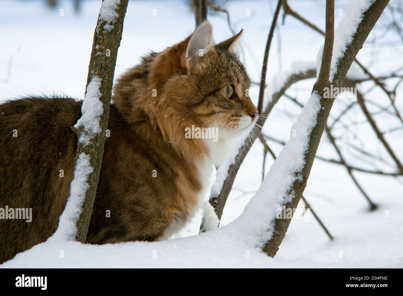Cute cat in snow face hi-res stock photography and images - Alamy