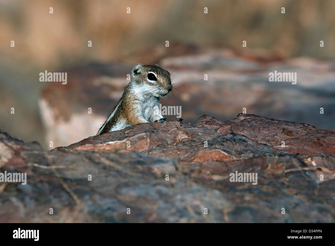 Cute Eastern Chipmunk (tamias striatus) on Grand Canyon, Nevada Stock ...