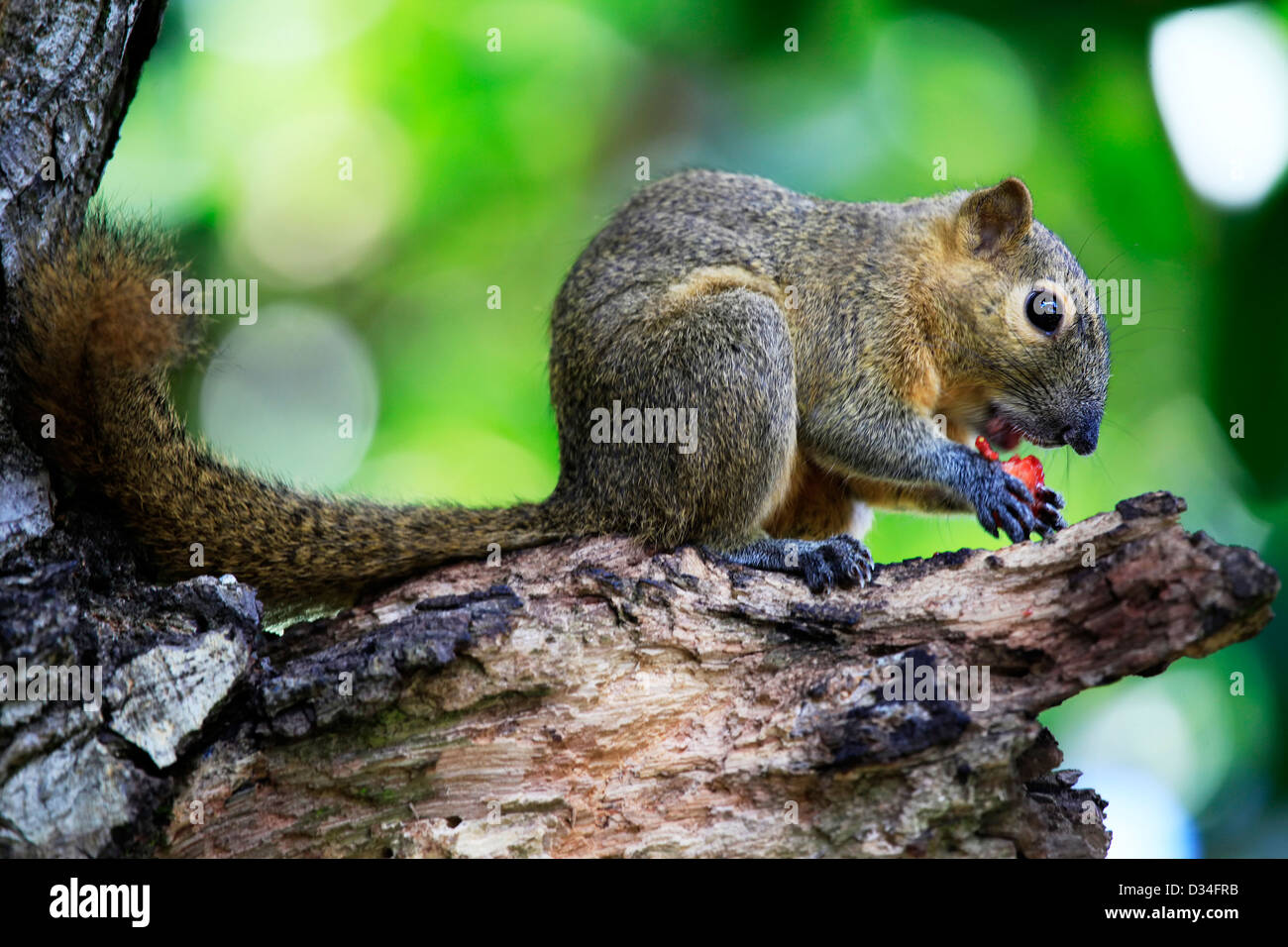Squirrel eat fruit sitting on a tree. Bali. Indonesia Stock Photo - Alamy