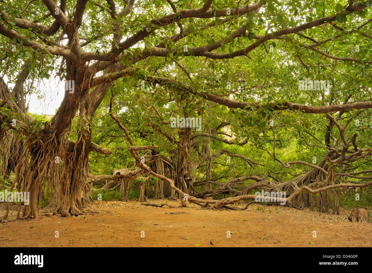 Ficus benghalensis indian banyan tree hi-res stock photography and ...