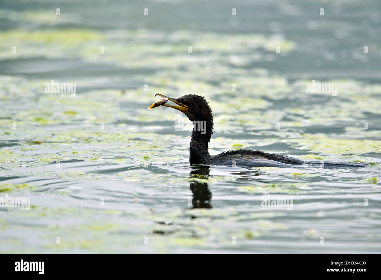 Little Cormorant (Microcarbo niger) fishing in a lake in Bharatpur bird ...