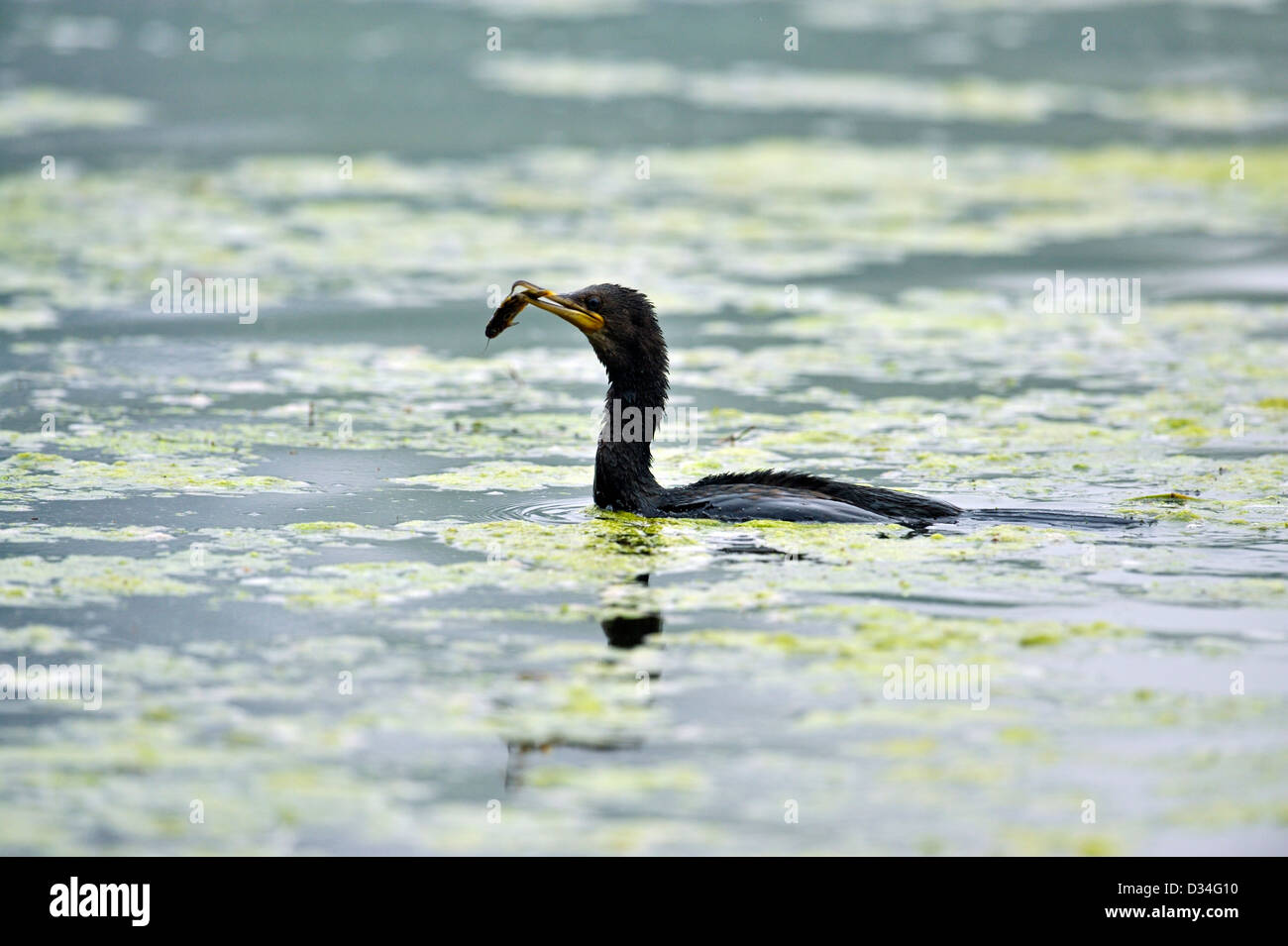 Little Cormorant (Microcarbo niger) fishing in a lake in Bharatpur bird ...