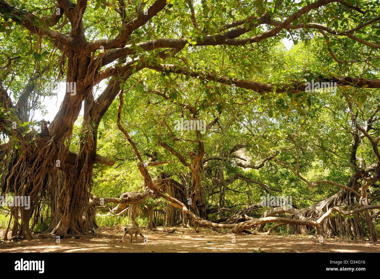 Ficus benghalensis, also known as Bengal fig, Indian fig, East Indian ...