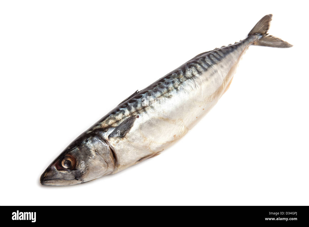 Whole Mackerel fish Stock Photo - Alamy