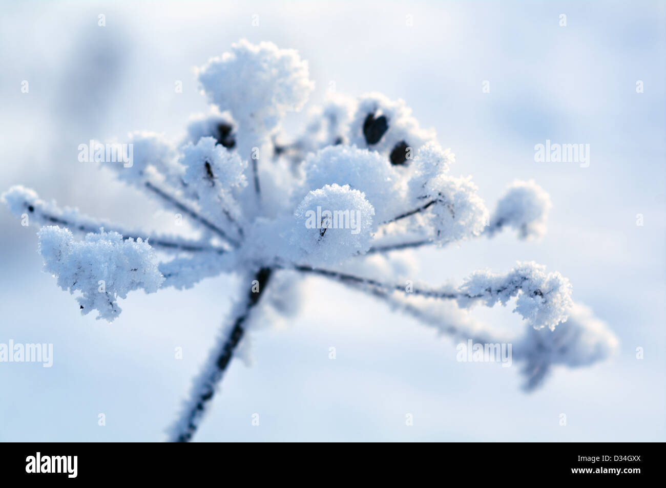 Winter landscape.Winter scene .Frozenned flower Stock Photo - Alamy