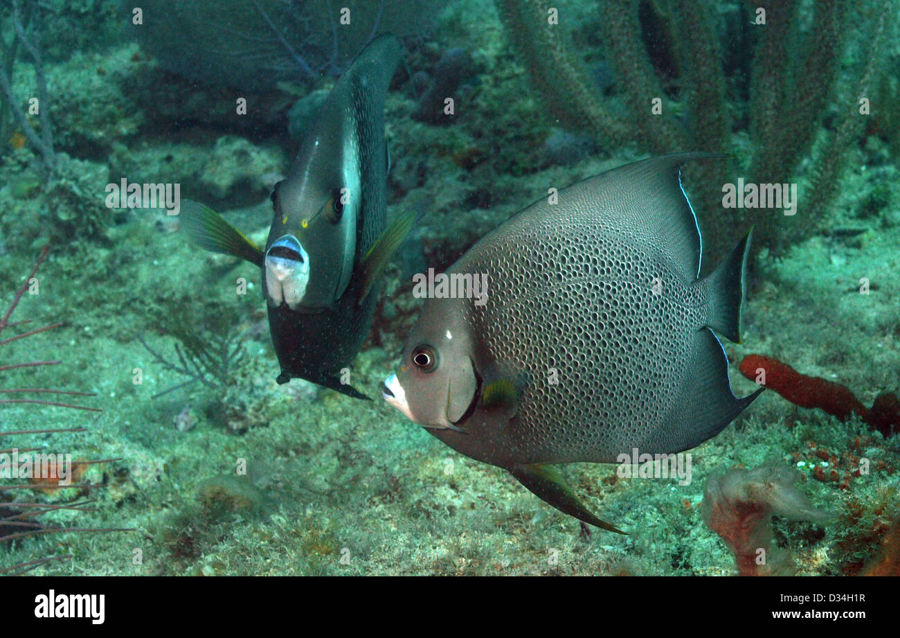 Pomacanthus arcuatus, aka gray angelfish, in ocean Stock Photo - Alamy