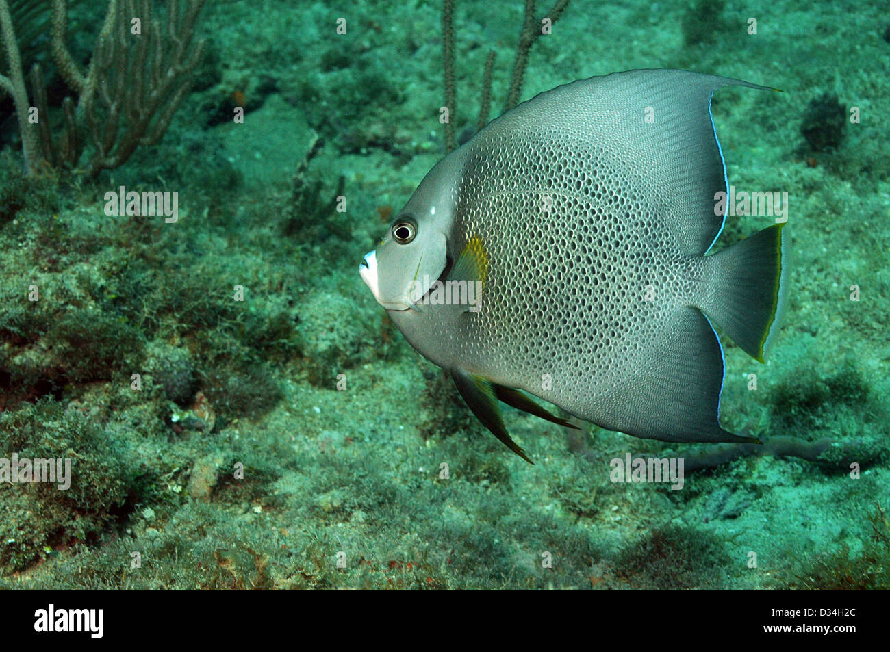 Pomacanthus arcuatus, gray angelfish, swimming against underwater ...