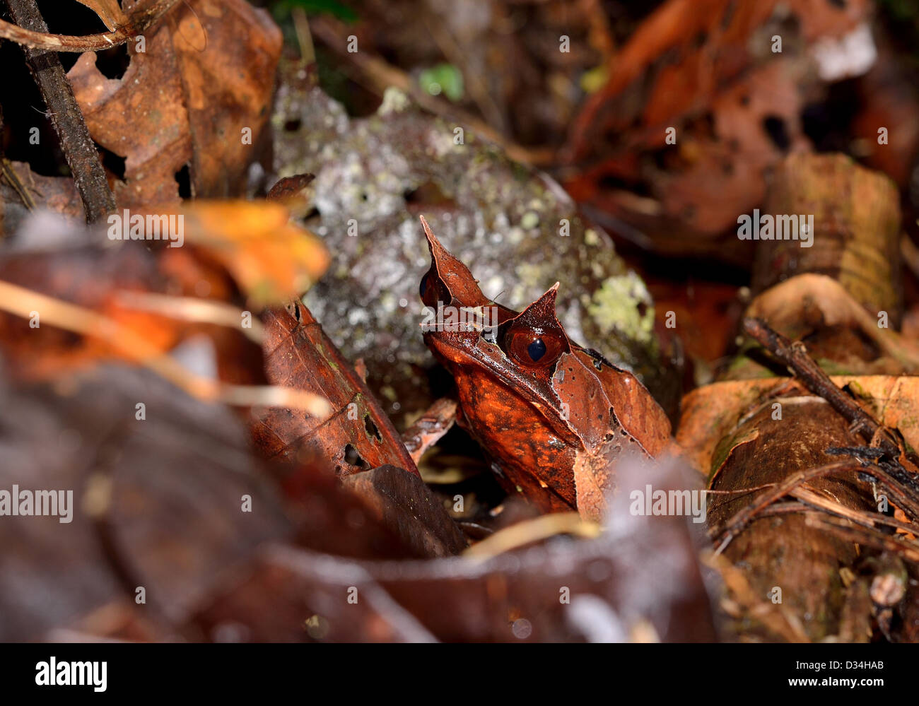 Borneo rainforest frog hi-res stock photography and images - Alamy