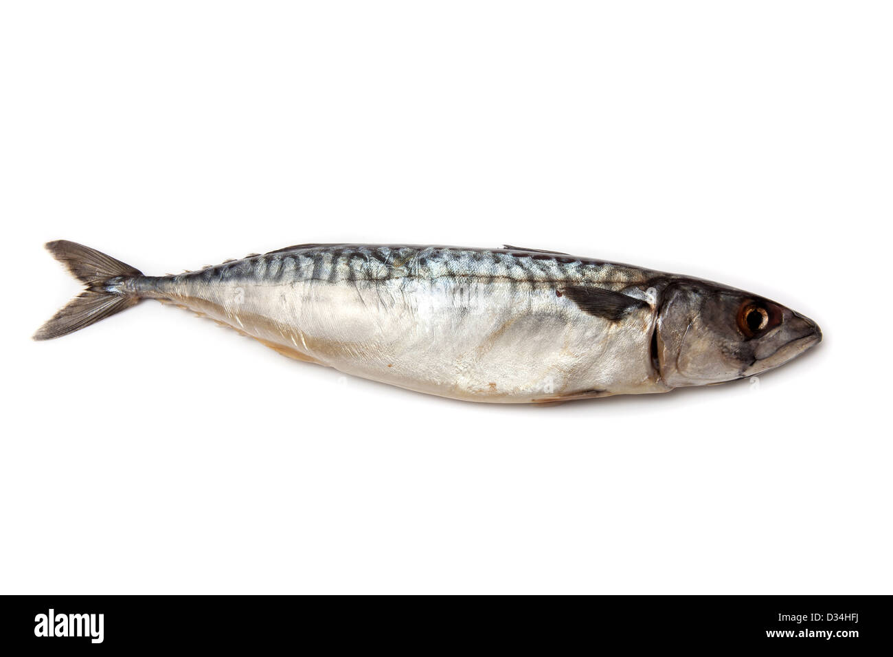 Whole Mackerel fish Stock Photo - Alamy