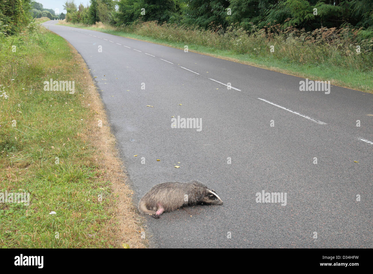 Deceased badger hi-res stock photography and images - Alamy