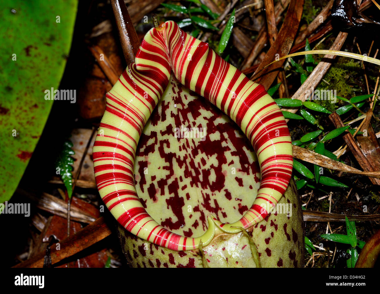 Red nepenthes carnivorous pitcher plant hi-res stock photography and ...