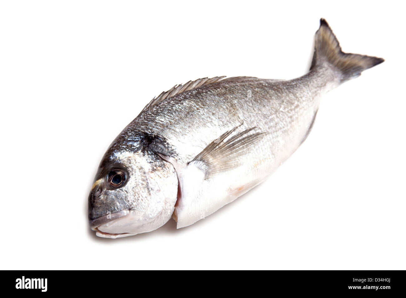 Sea Bream or Dorade fish isolated on a white studio background Stock ...