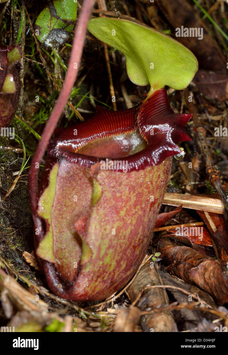 Nepenthes Rajah Life Cycle