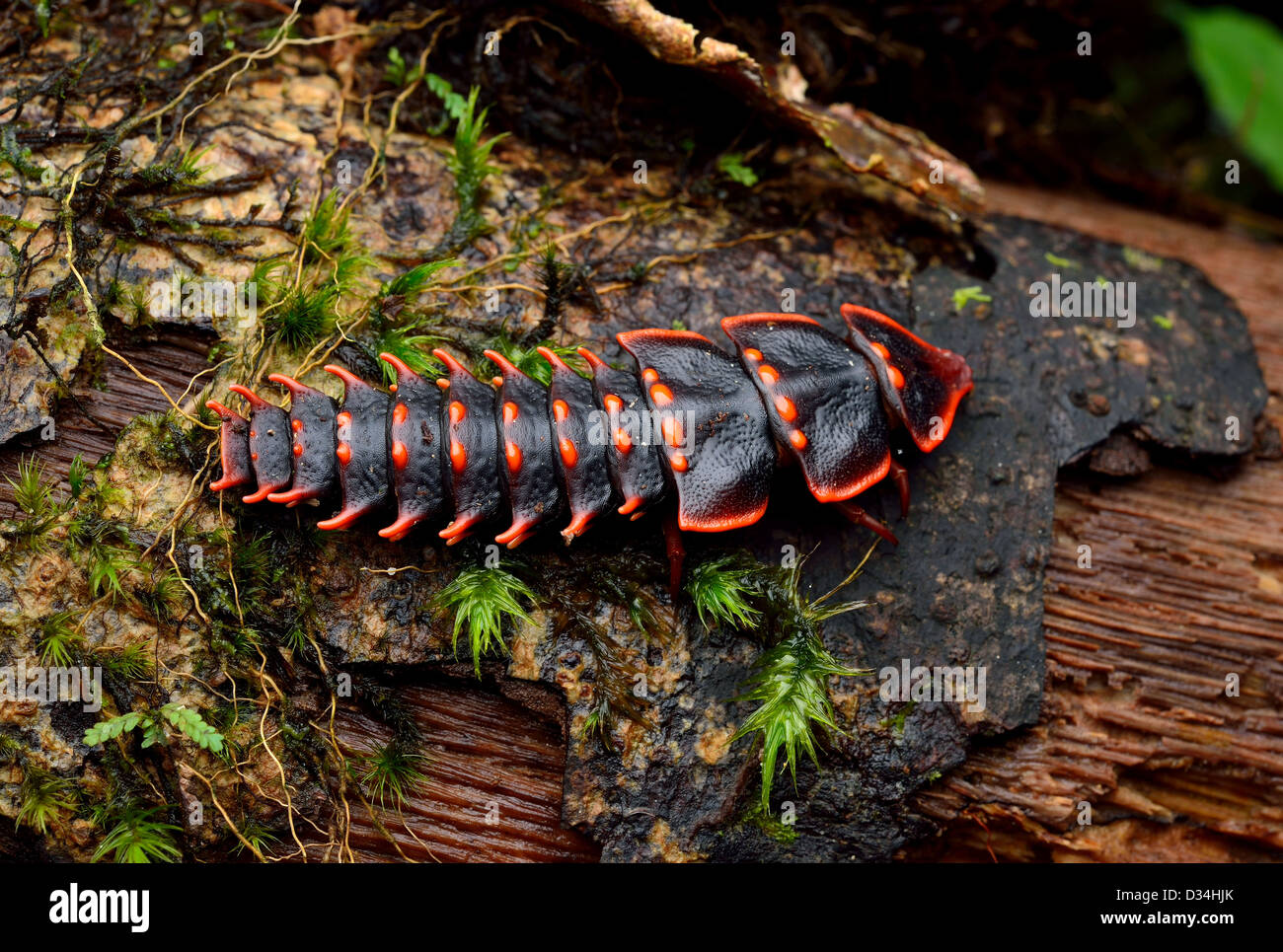 Trilobite Beetle larva (Duliticola sp.) on a dead trunk. Kinabalu ...