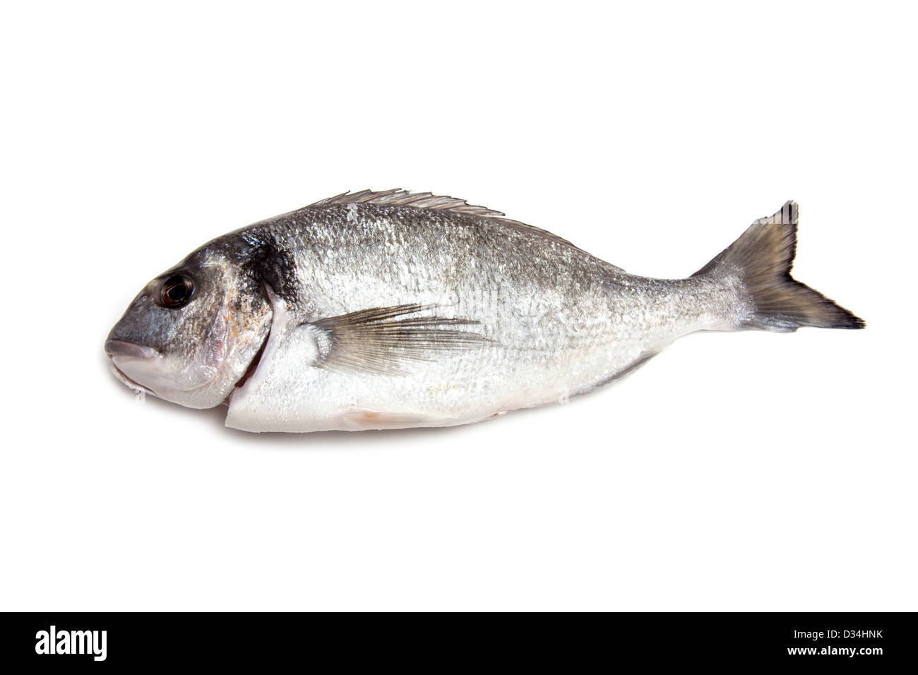 Sea Bream or Dorade fish isolated on a white studio background Stock ...