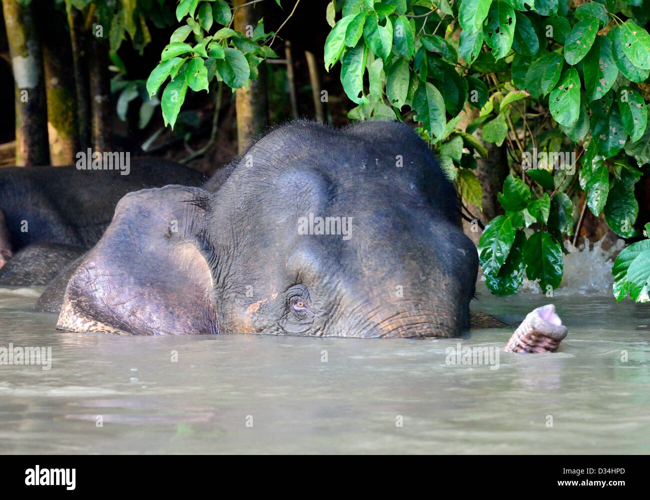 Pygmy elephant playing in the Kinabatangan River. Sabah, Borneo ...