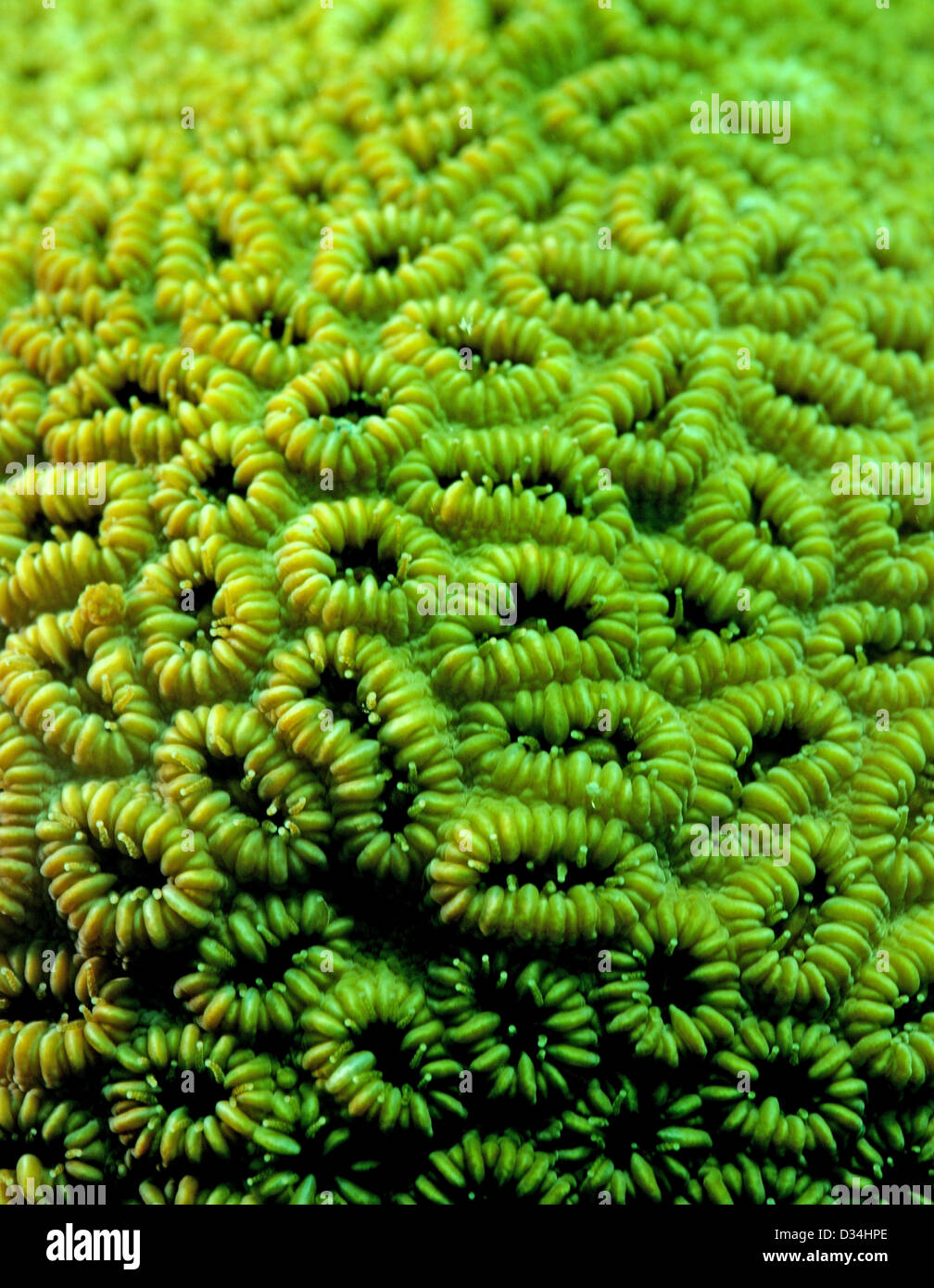close up image that captures the details of coral on reef Stock Photo ...