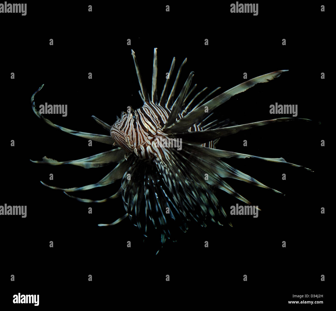 Fish underwater tropical lionfish hi-res stock photography and images ...