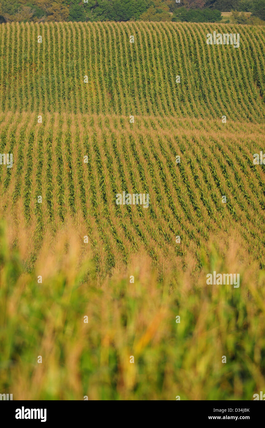 Corn field agriculture hi-res stock photography and images - Alamy
