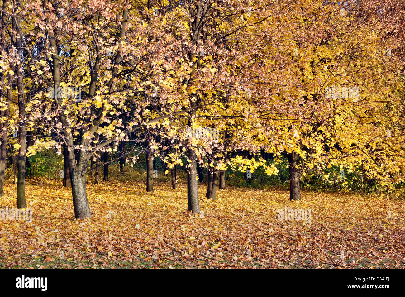 Autumn scene. Tress in a small wood with yellow and brown leaves on the ...