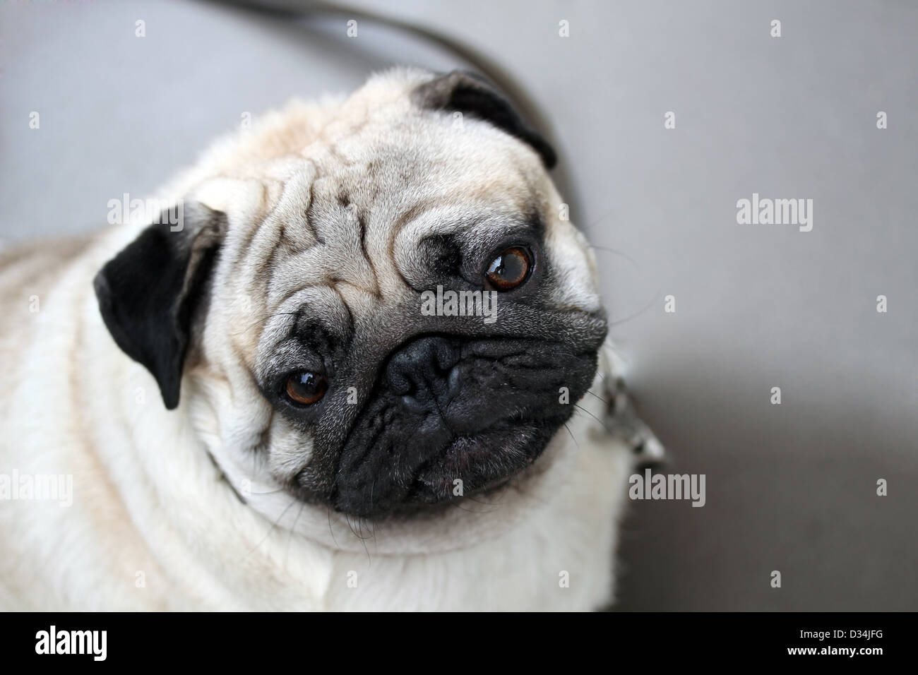 Portrait adorable little elementary hi-res stock photography and images ...