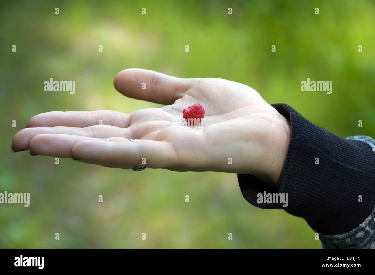 Female hand with one raspberry in giving gesture on natural green ...