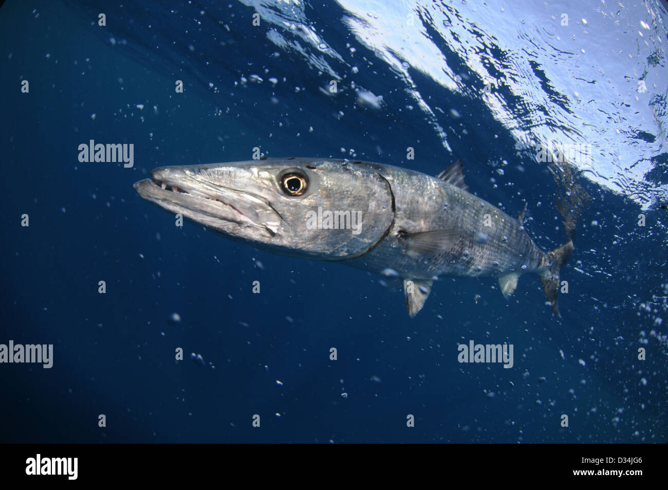 Barracuda fish swimming in blue ocean water Stock Photo - Alamy