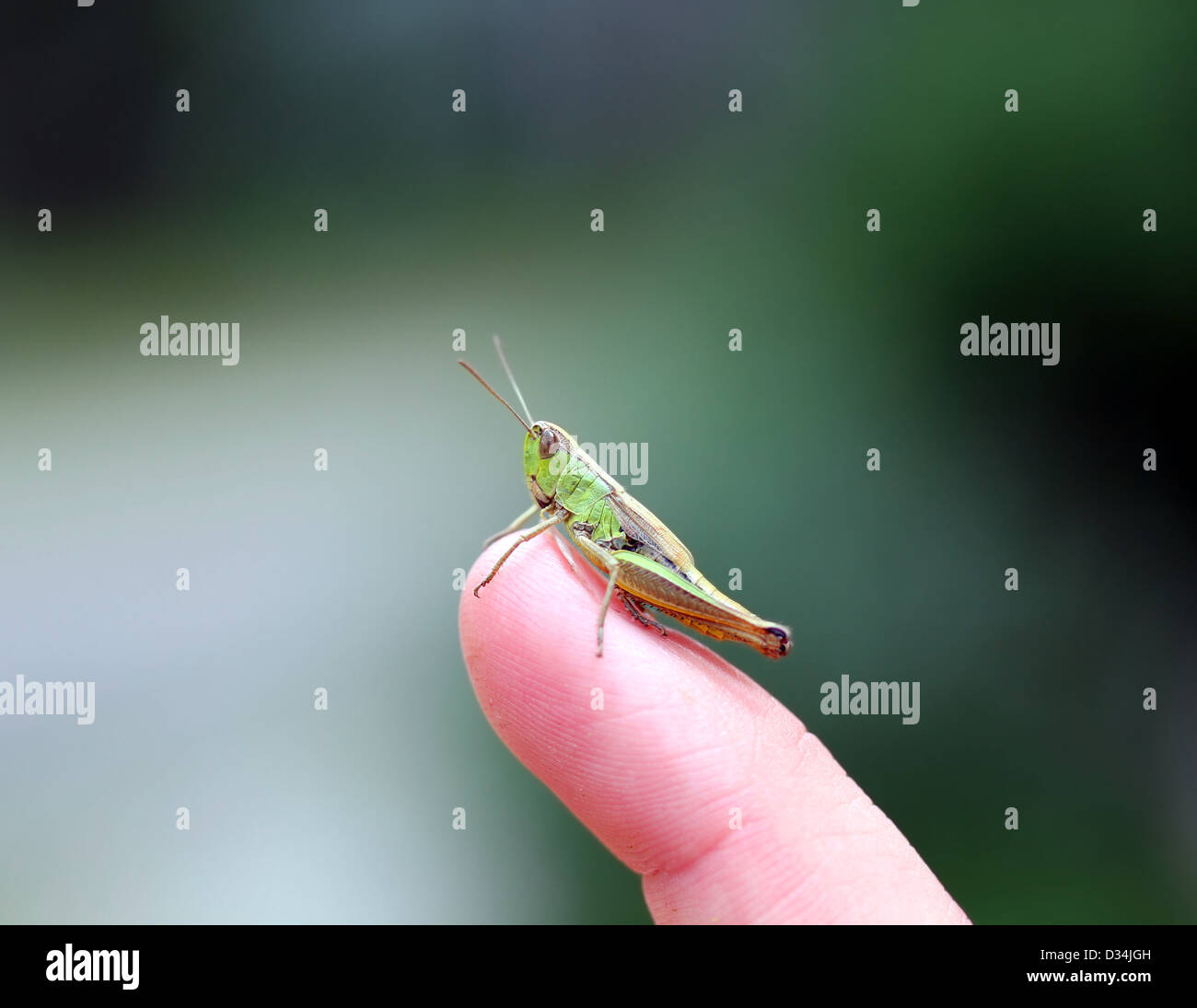Green grasshopper on the finger Stock Photo - Alamy