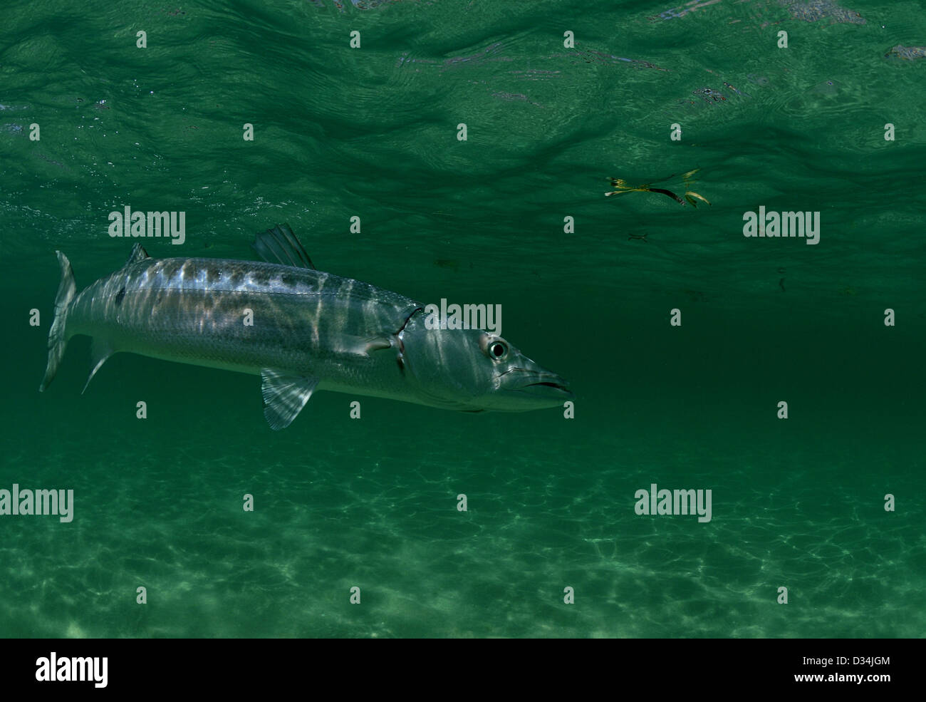 Barracuda fish swimming in ocean Stock Photo - Alamy