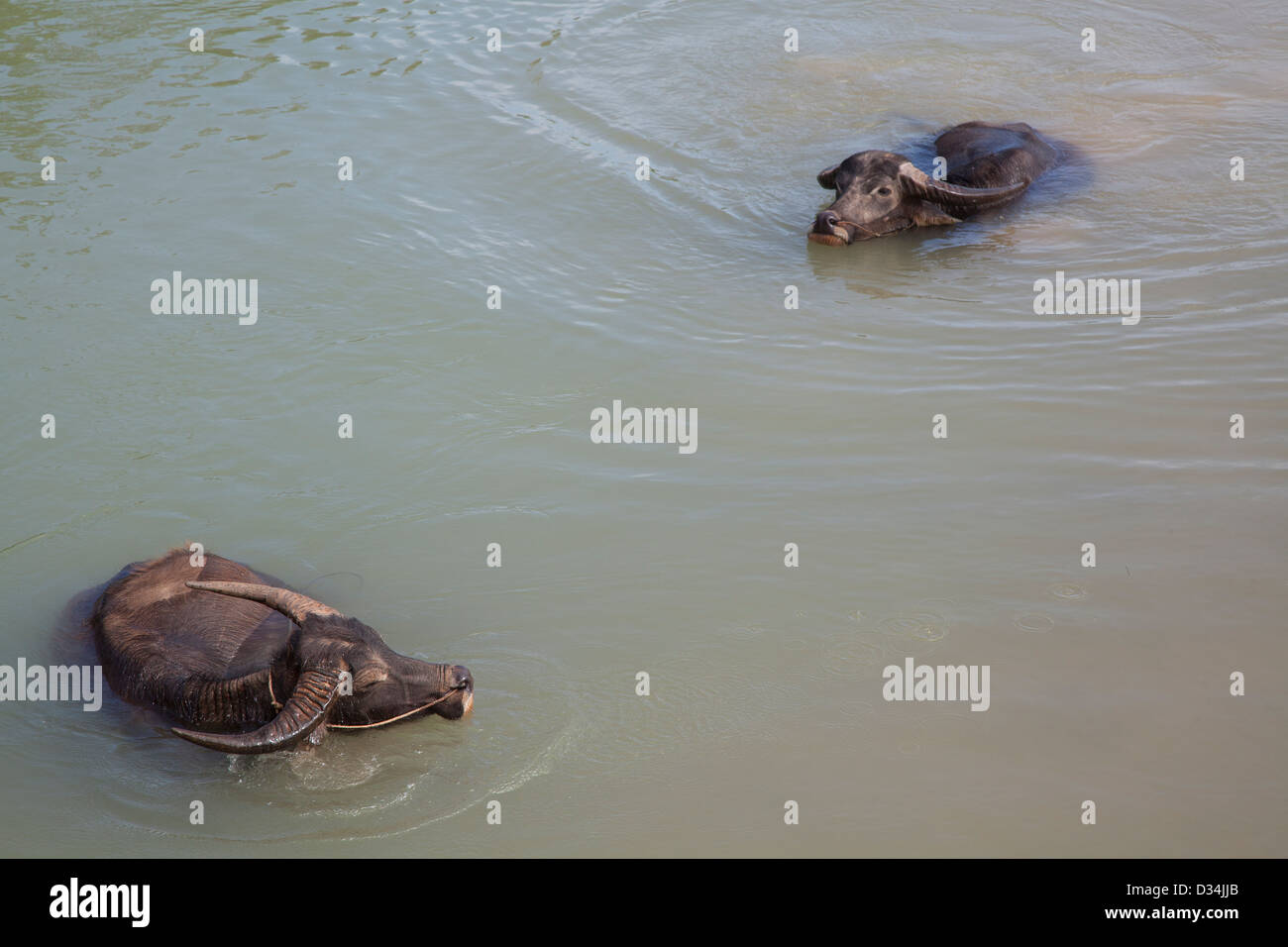 Water buffalo in river hi-res stock photography and images - Alamy
