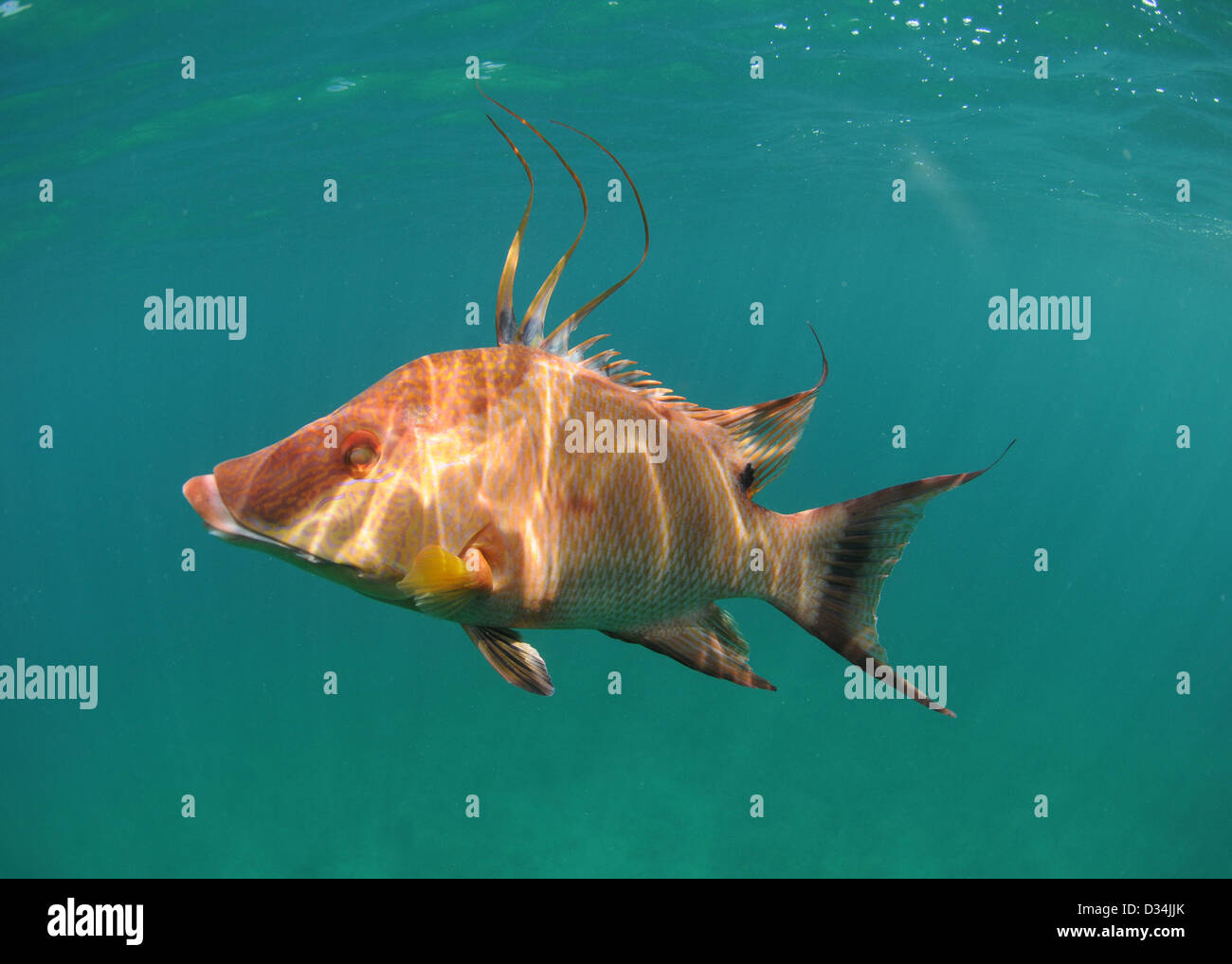Hogfish hi-res stock photography and images - Alamy