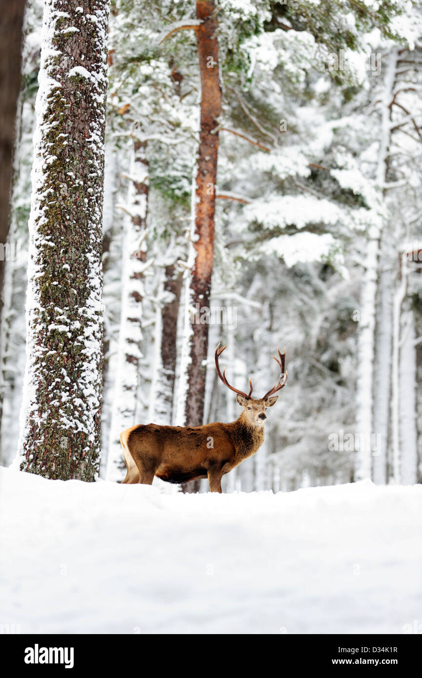Deer and snow and trees hi-res stock photography and images - Alamy