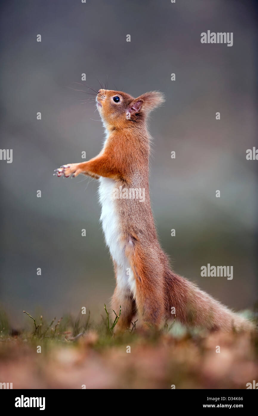 Red squirrel standing on hind legs Stock Photo - Alamy