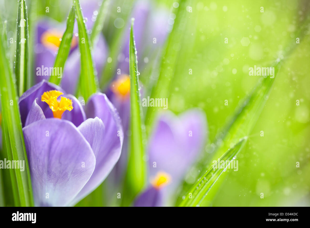Crocus Spring Flowers Stock Photo - Alamy
