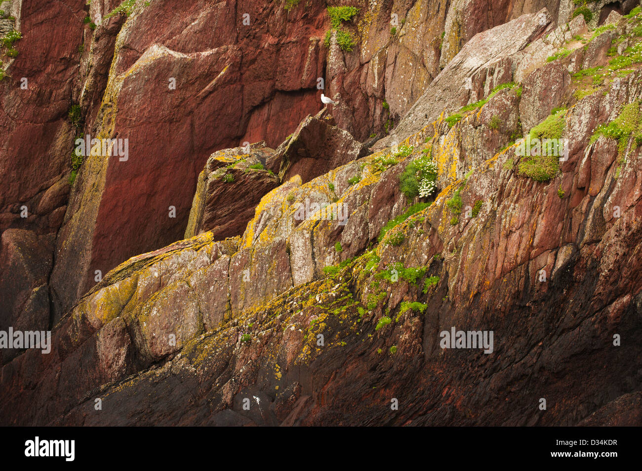 Red sandstone cliffs of Skokholm Island with wildflowers, South ...