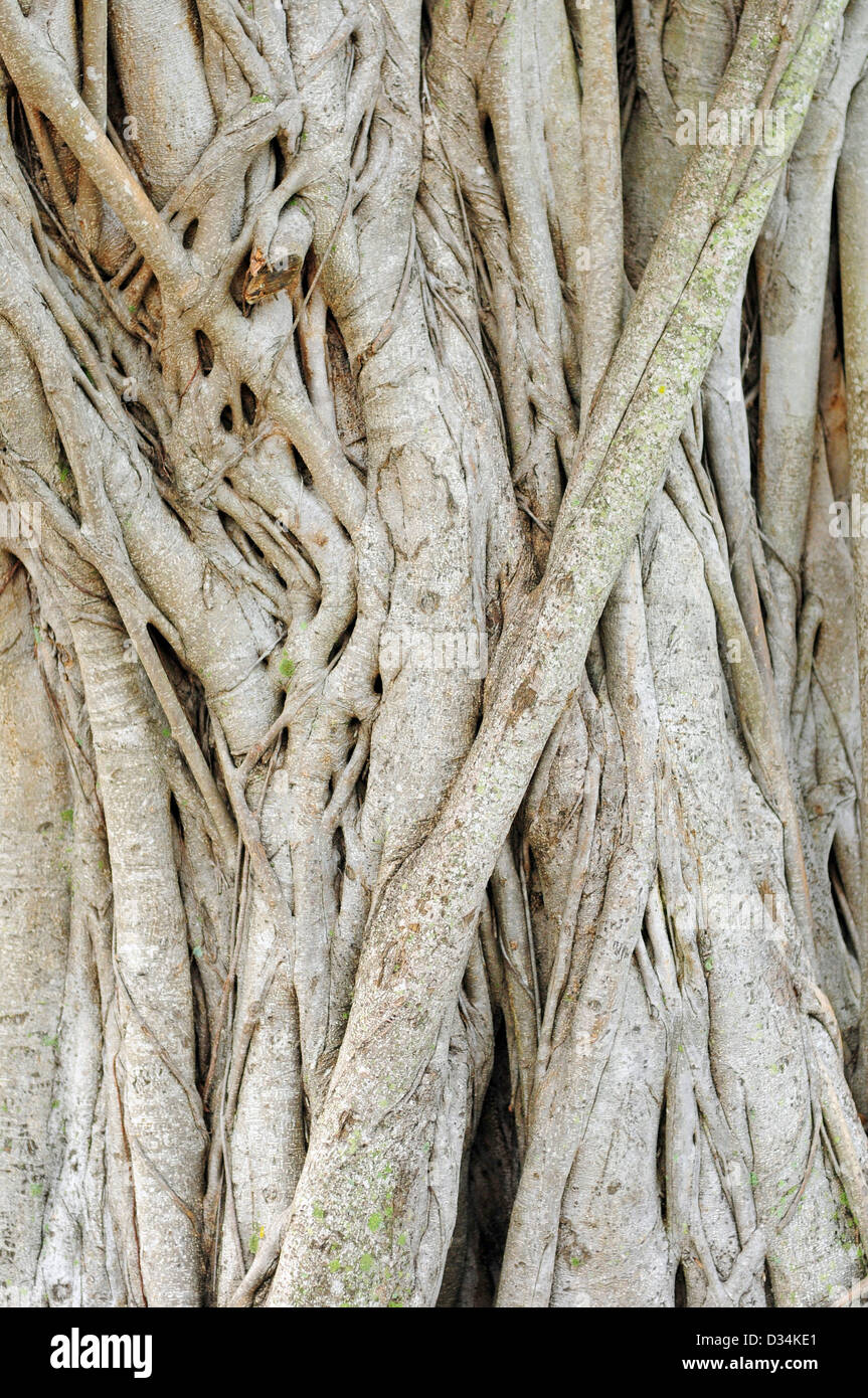 A close up photos of the texture of a ficus tree trunk and roots Stock ...