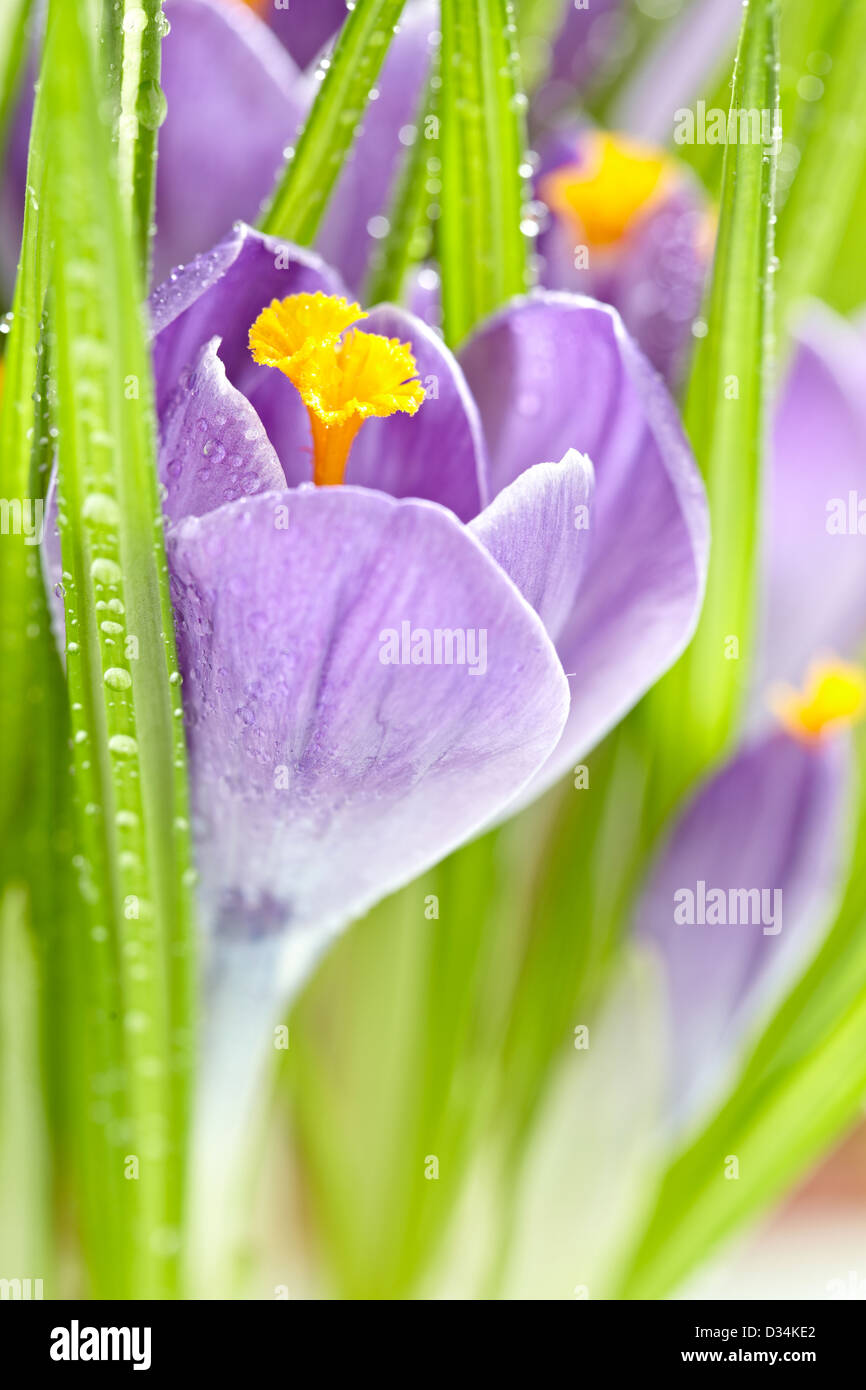 Crocus Spring Flowers Stock Photo - Alamy