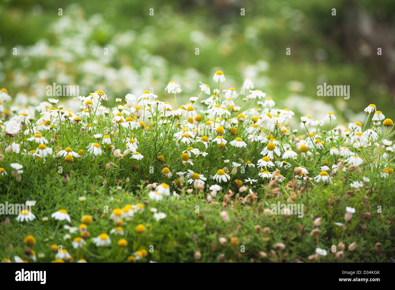 Sea Mayweed, Tripleurospermum maritumum, in flower Stock Photo - Alamy