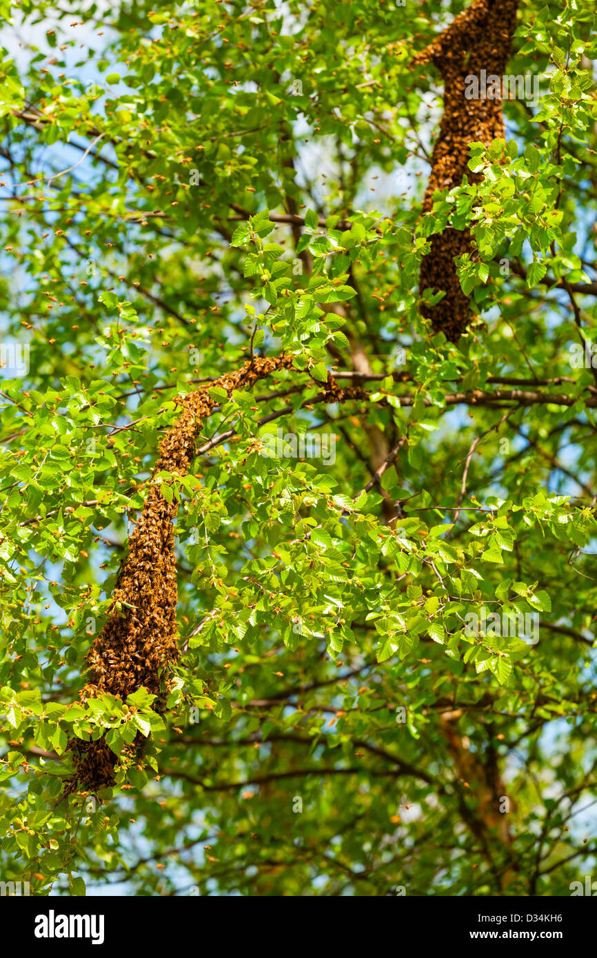 Bee hive honey swarm tree hi-res stock photography and images - Alamy