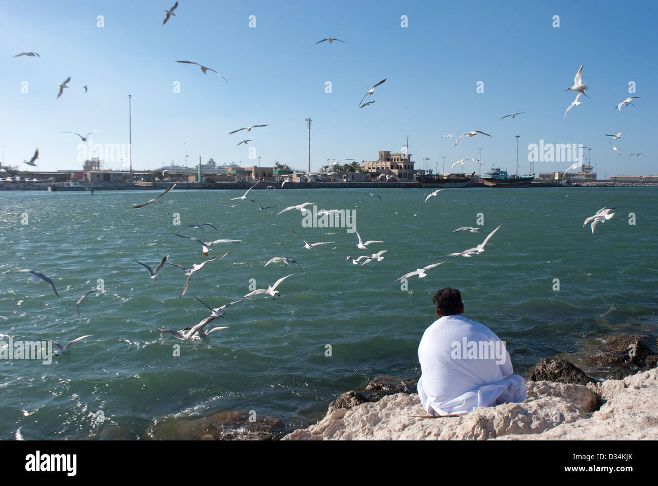 Birds in the uae hi-res stock photography and images - Alamy