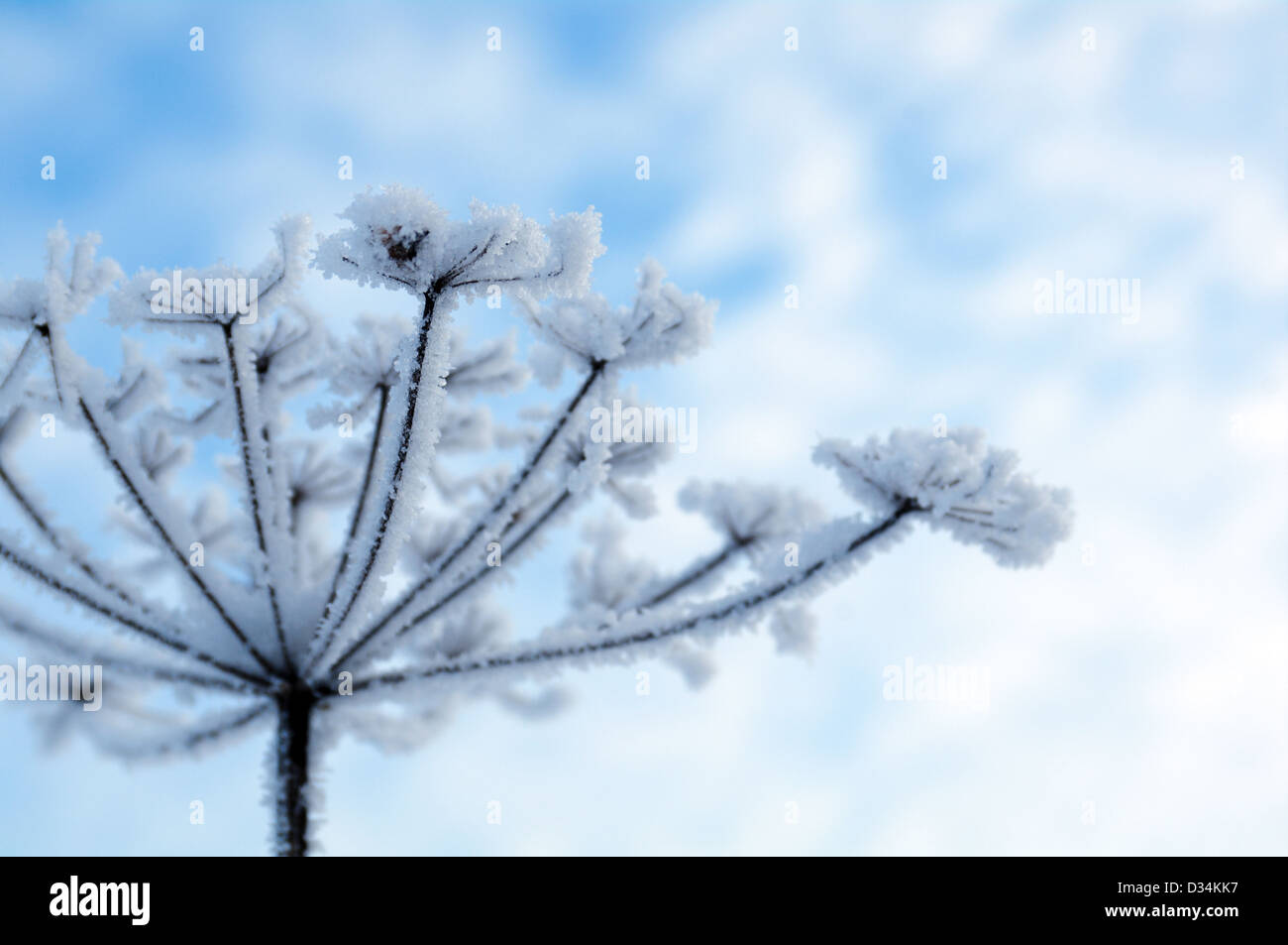 Winter landscape.Winter scene .Frozenned flower Stock Photo - Alamy