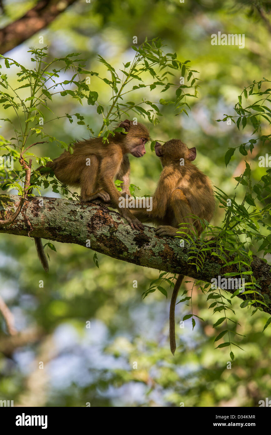 Baboon hug hi-res stock photography and images - Alamy