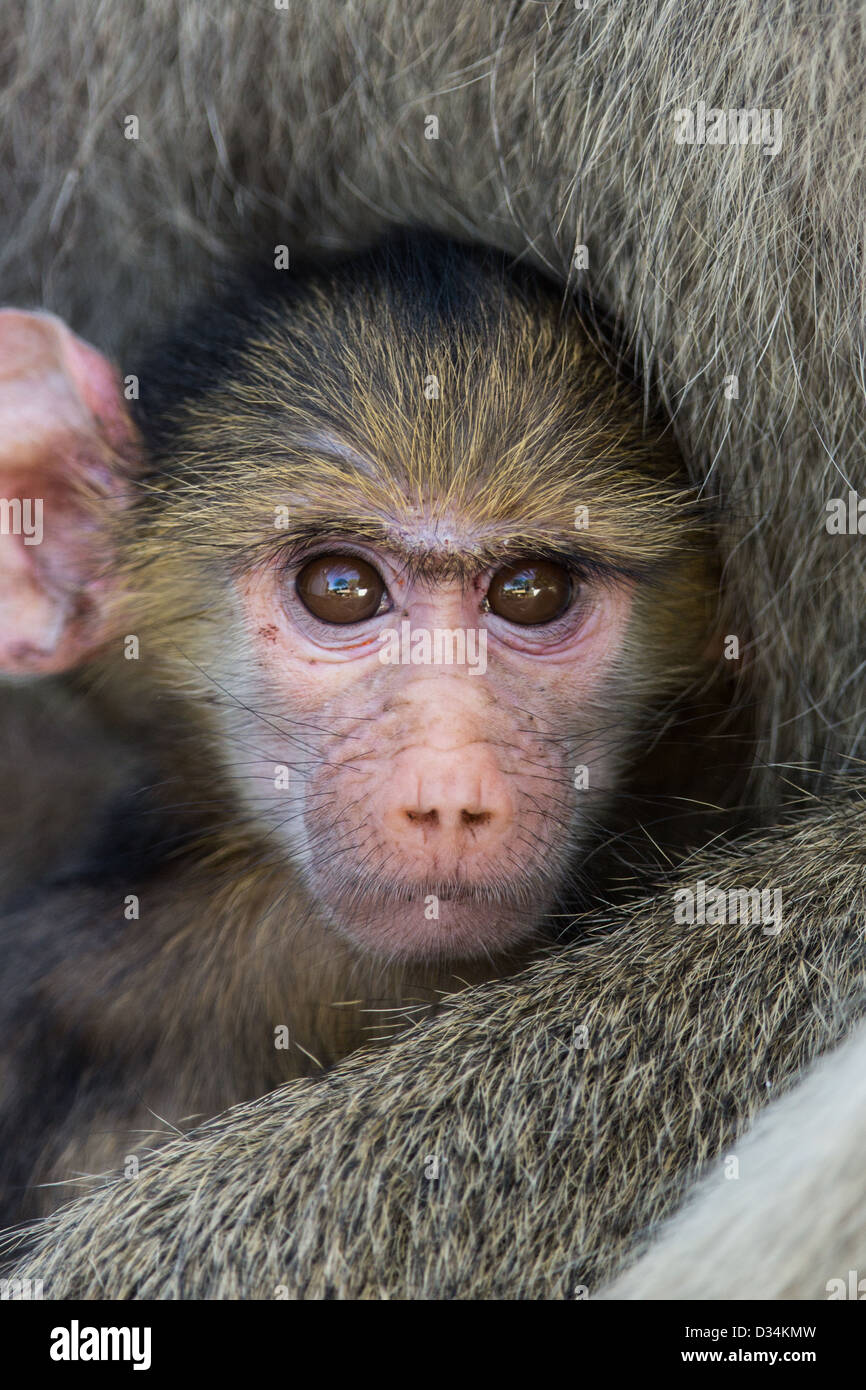 Baboon yellow monkey savanna hi-res stock photography and images - Alamy