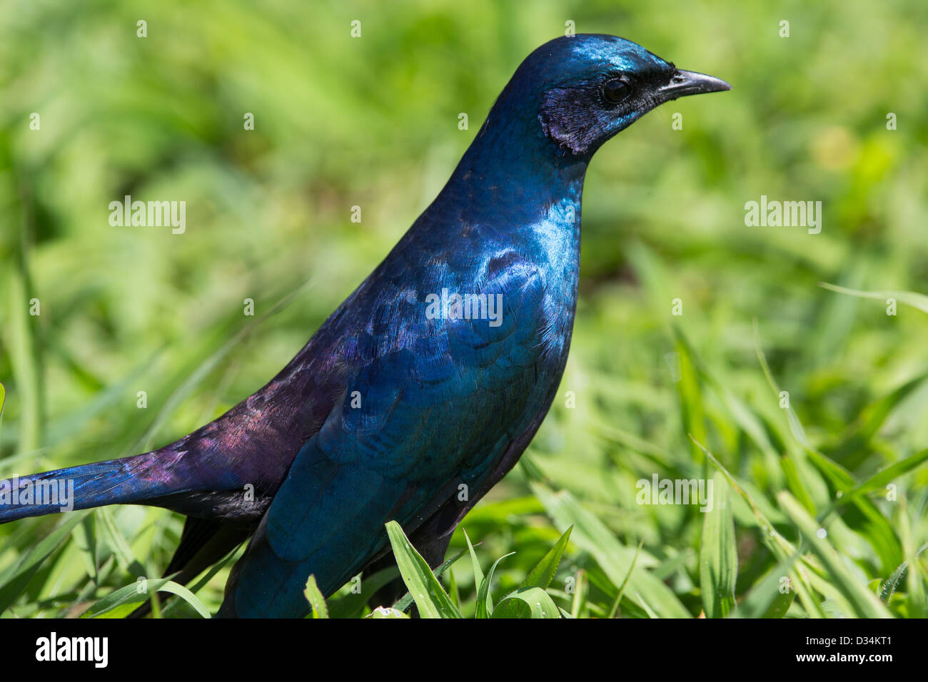Chad bird hi-res stock photography and images - Alamy