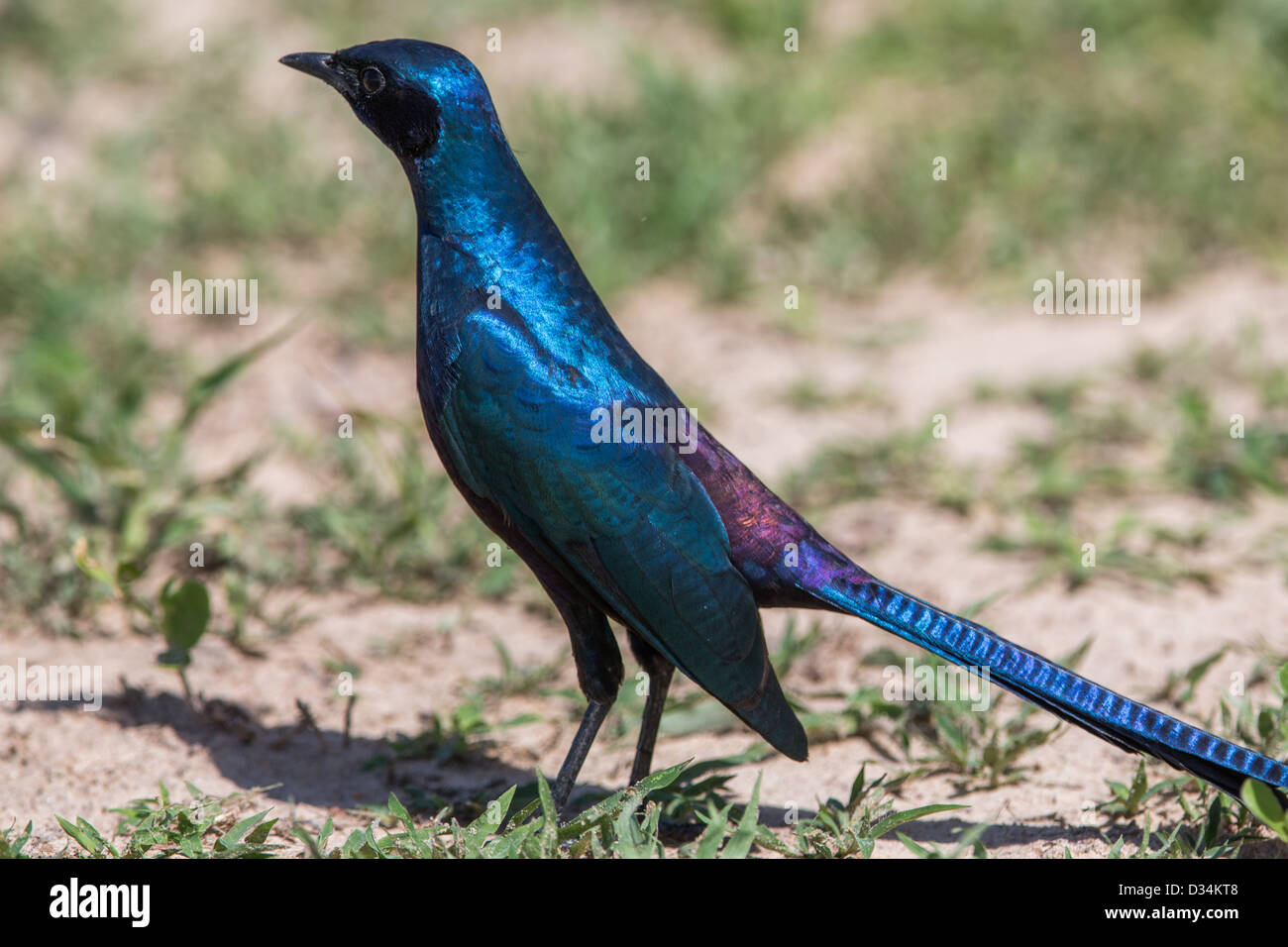 Chad bird hi-res stock photography and images - Alamy