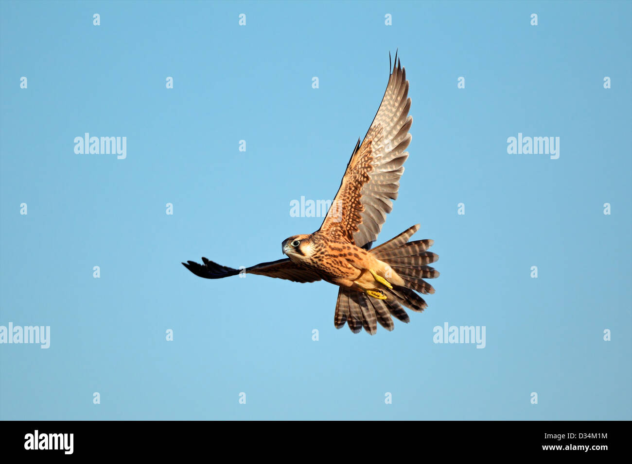 Lanner or saker falcon hi-res stock photography and images - Alamy